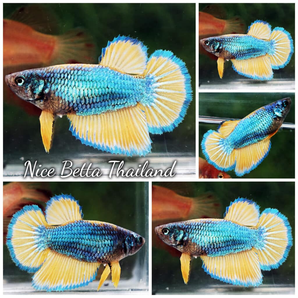 Female Betta fish Blue Mustard Gas Butterfly HM - nicebettathailand.com