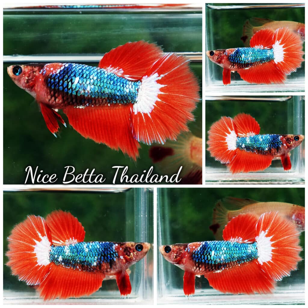 Female Betta fish Emerald On Fire Rosetail HM - nicebettathailand.com