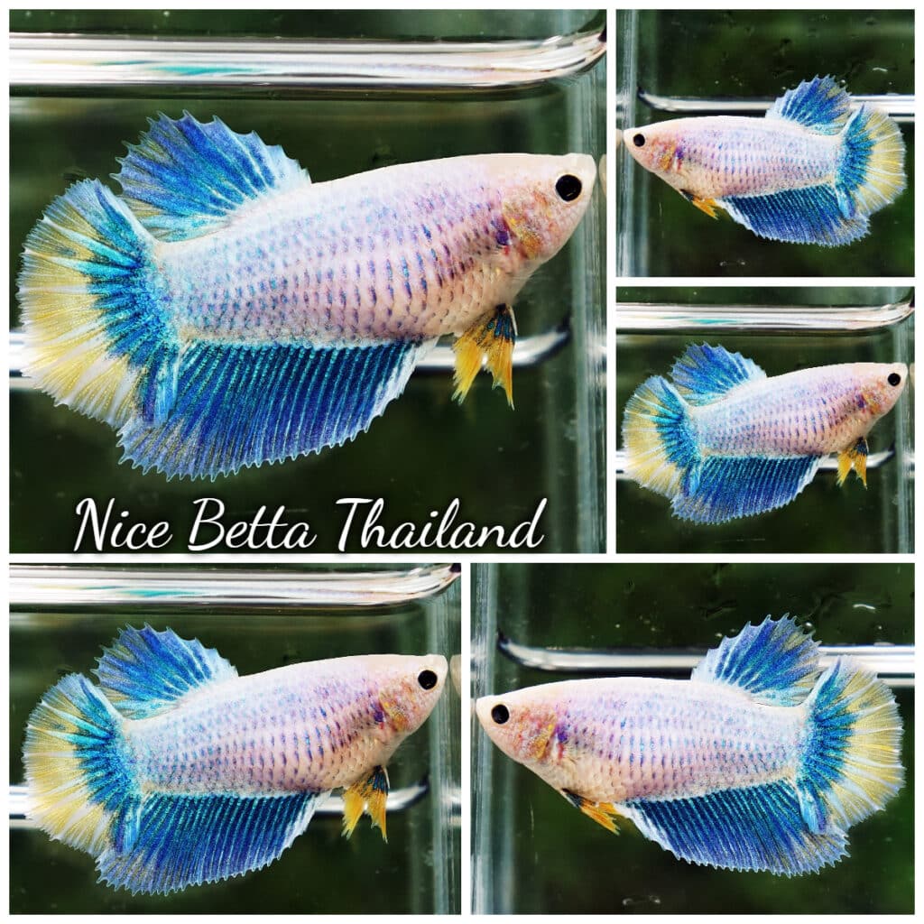 Female Betta fish Moon Pastel Mascot HM - nicebettathailand.com