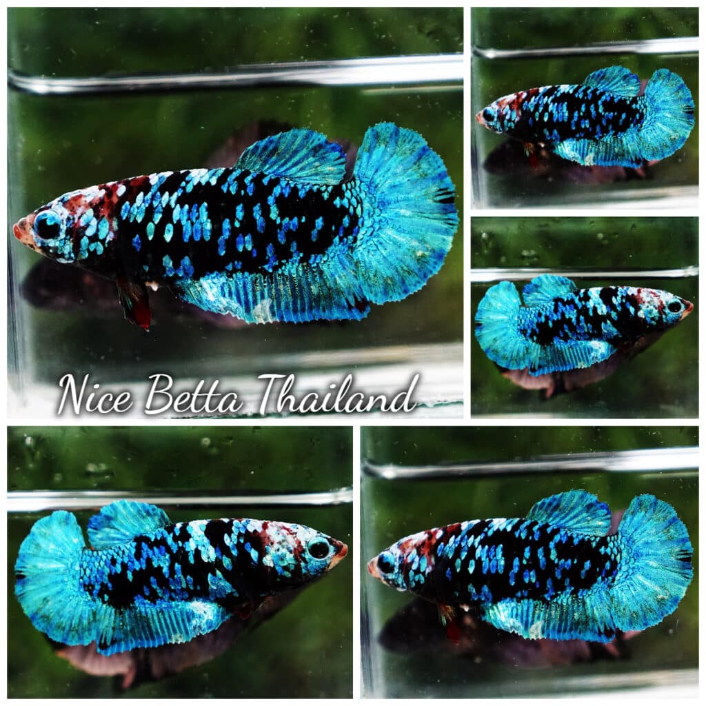 Avatar Betta Fish for Sale - nicebettathailand.com