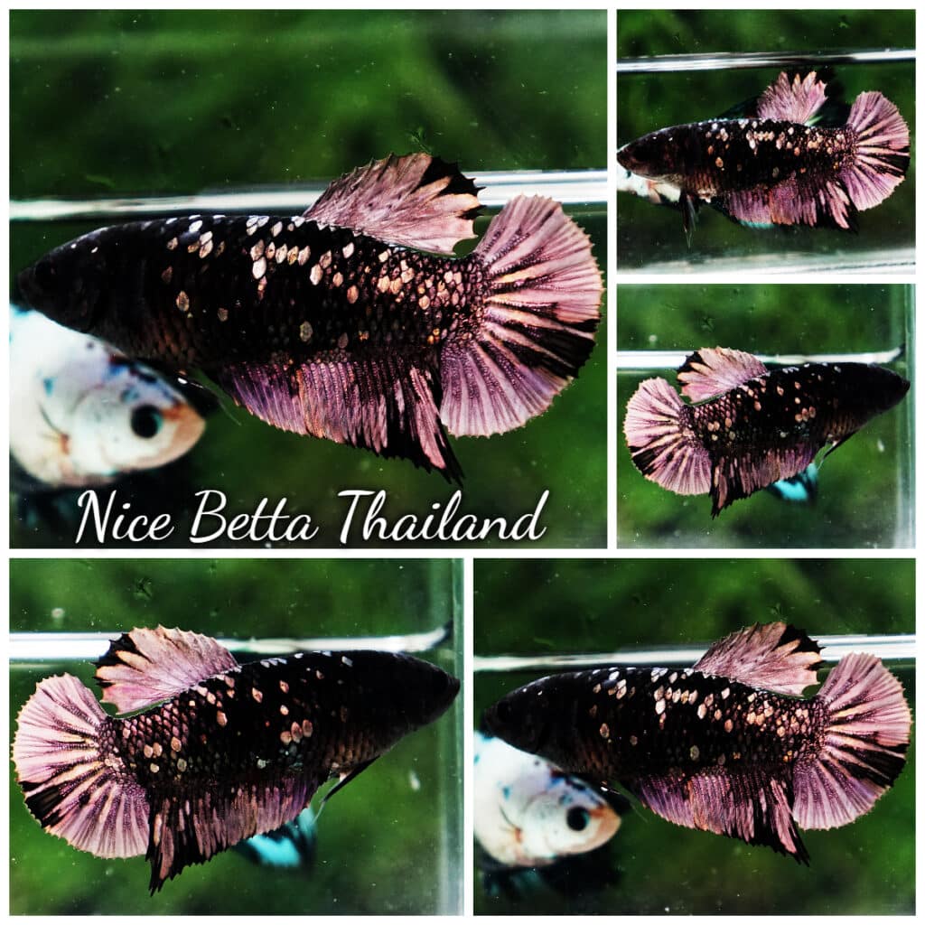 Female Betta fish The Dark Nebula HMPK - nicebettathailand.com