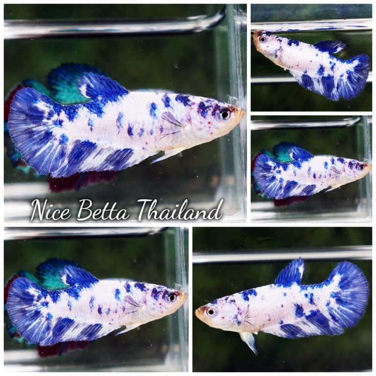 Marble Betta Fish for Sale - nicebettathailand.com