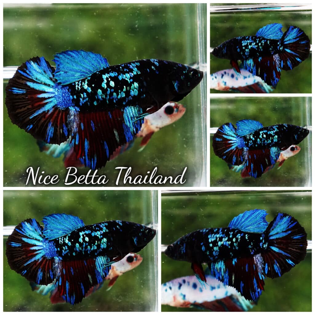 Avatar Betta Fish for Sale - nicebettathailand.com