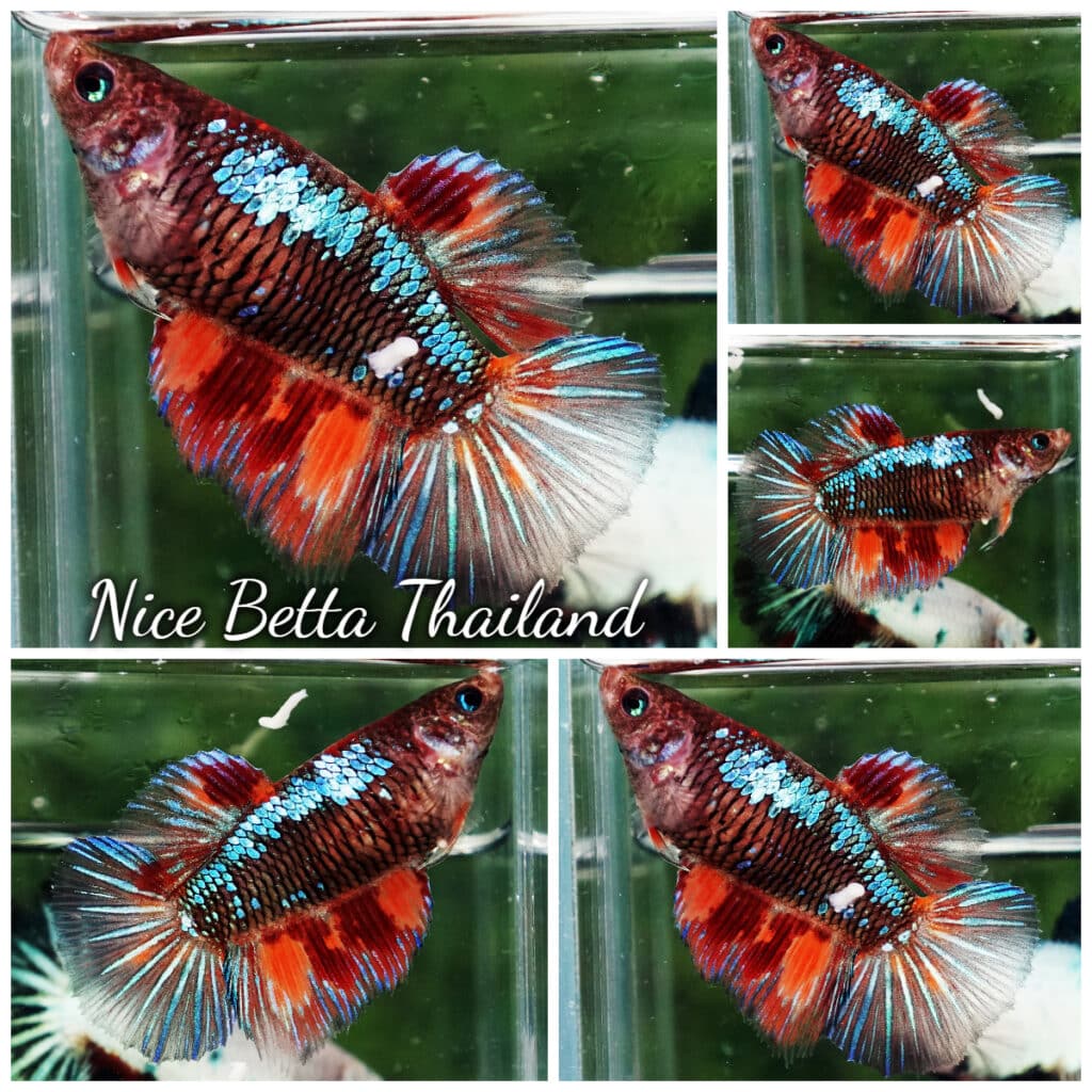 Female Betta fish Dark Nemo On Fire HM - nicebettathailand.com