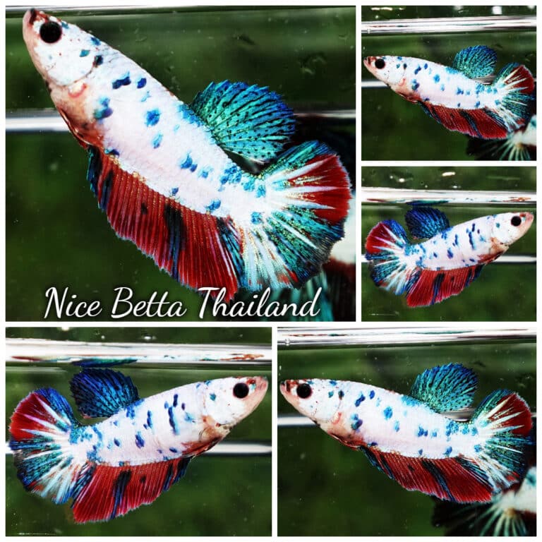 Marble Betta Fish for Sale - nicebettathailand.com