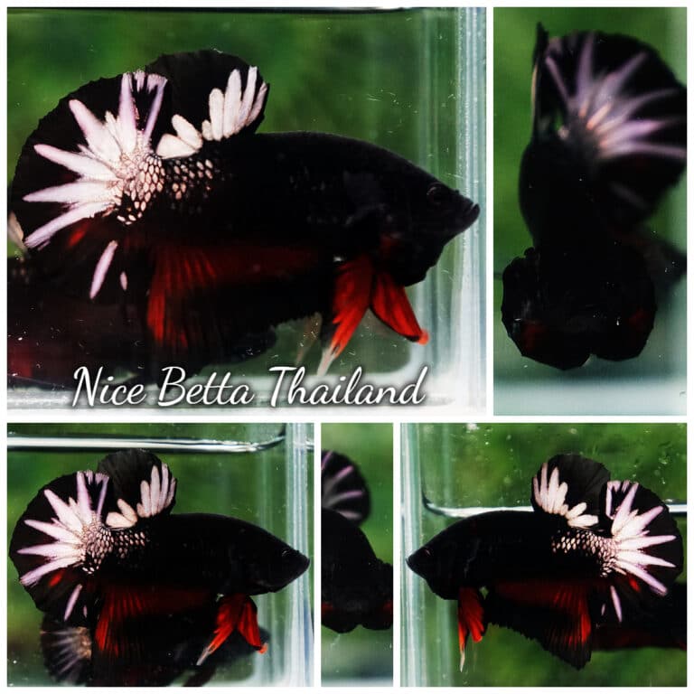 Male Halfmoon Plakat Betta - nicebettathailand.com