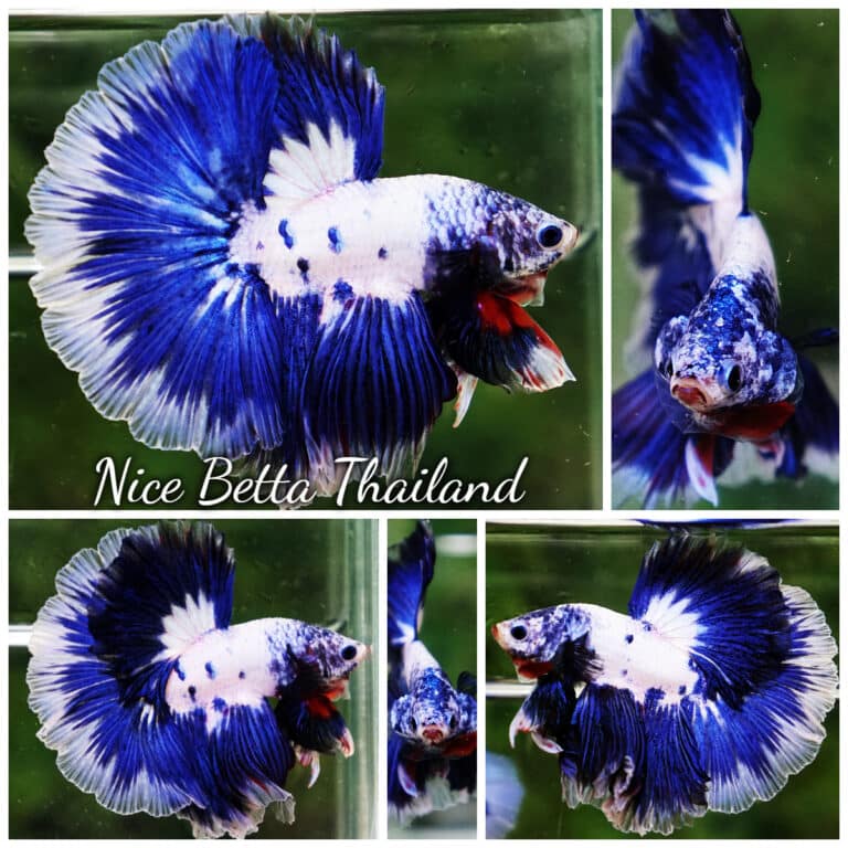 Blue Betta Fish for Sale - nicebettathailand.com