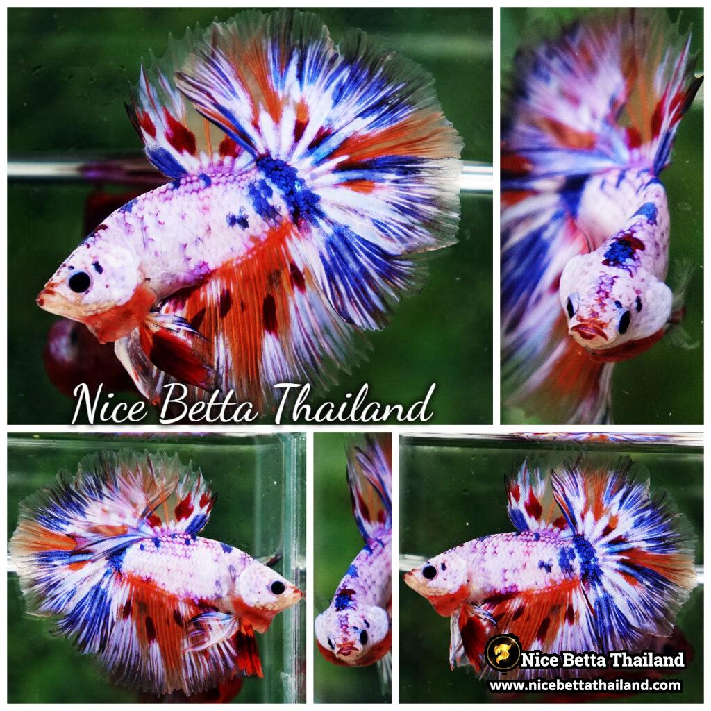 Betta Fish Siam Rainbow Candy Nemo OHM - nicebettathailand.com
