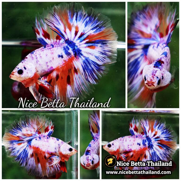 Betta Fish Siam Rainbow Candy Nemo OHM - nicebettathailand.com