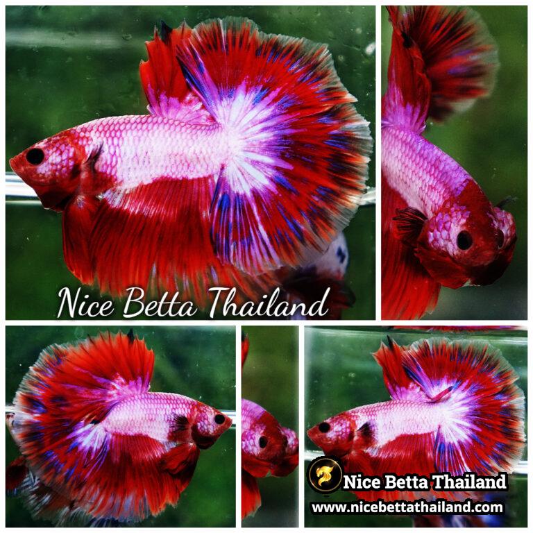 Betta fish shop - nicebettathailand.com