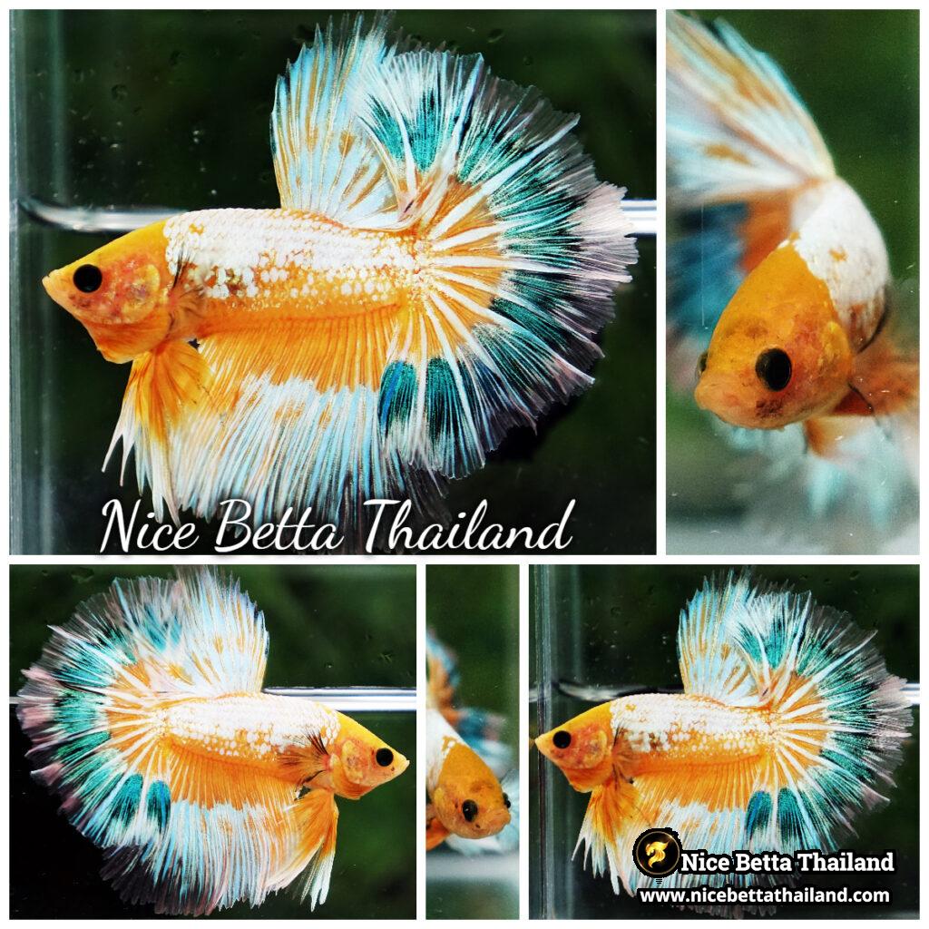 Betta fish Fancy Yellow Star Dust Tricolor OHM - nicebettathailand.com