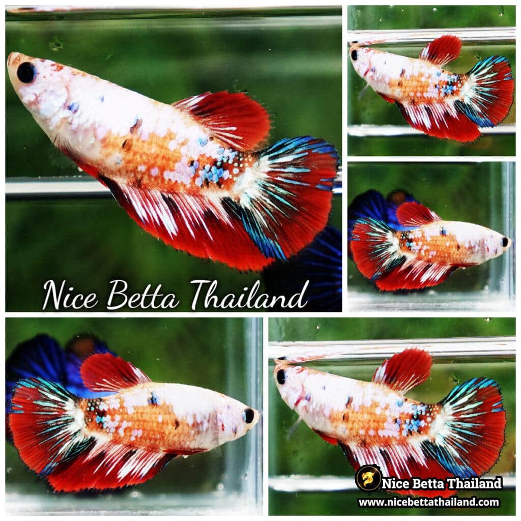 Betta fish shop - nicebettathailand.com