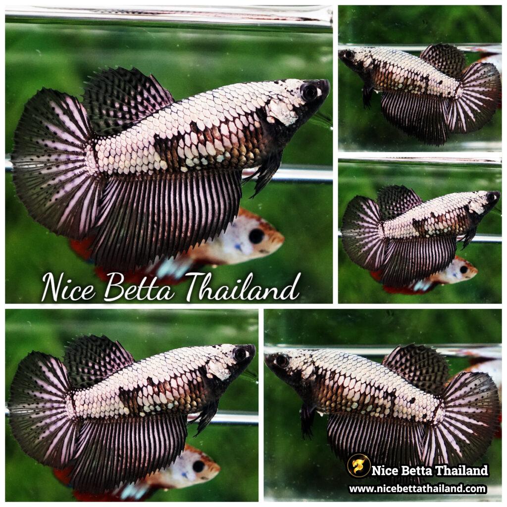 Female Betta Fish Copper Warriors HM - nicebettathailand.com