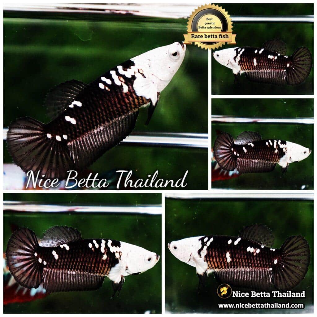 Samurai betta fish for Sale - nicebettathailand.com