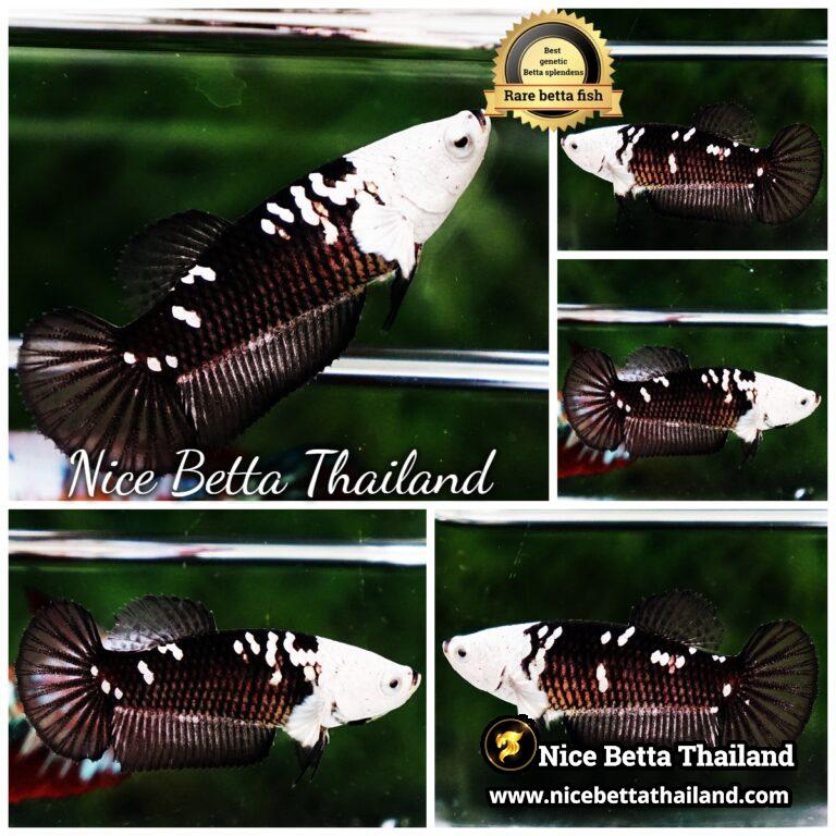 Samurai betta fish for Sale - nicebettathailand.com