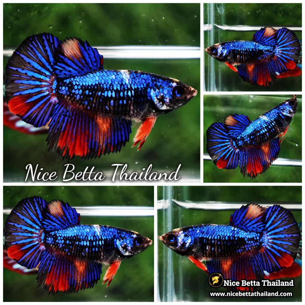 Female Betta Fish Blue Warriors On Fire HM - nicebettathailand.com