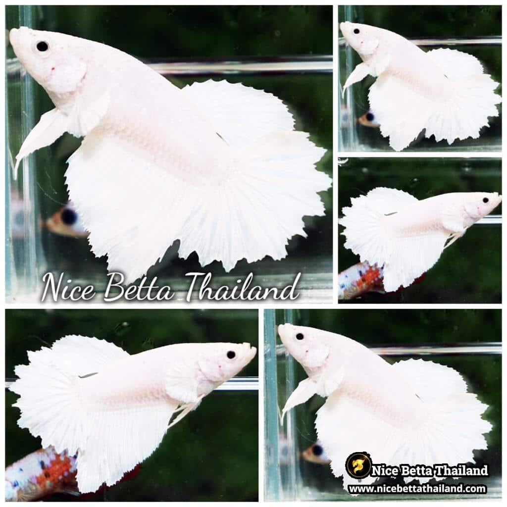 Betta fish shop - nicebettathailand.com