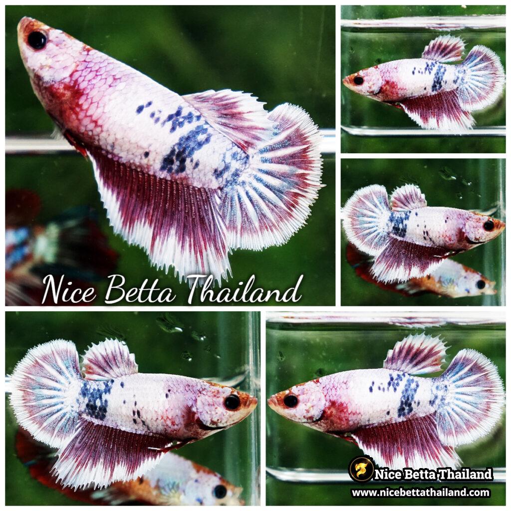 Female Betta Fish Fancy Magical Pony Angle Ring HM - nicebettathailand.com