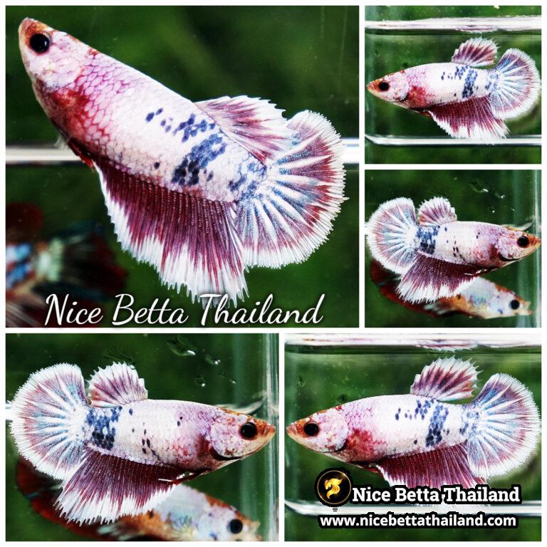 Marble Betta Fish for Sale - nicebettathailand.com