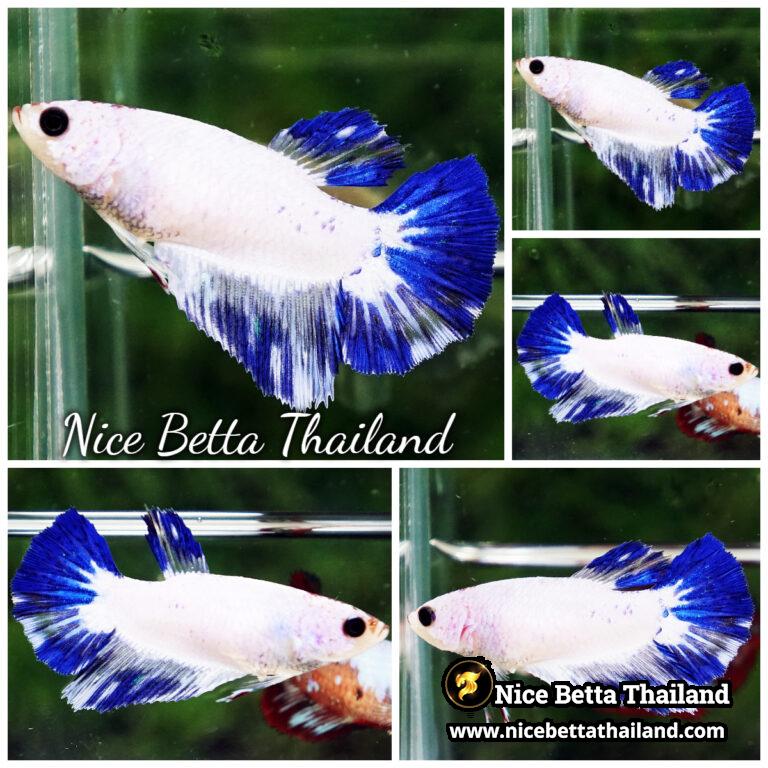 Marble Betta Fish for Sale - nicebettathailand.com