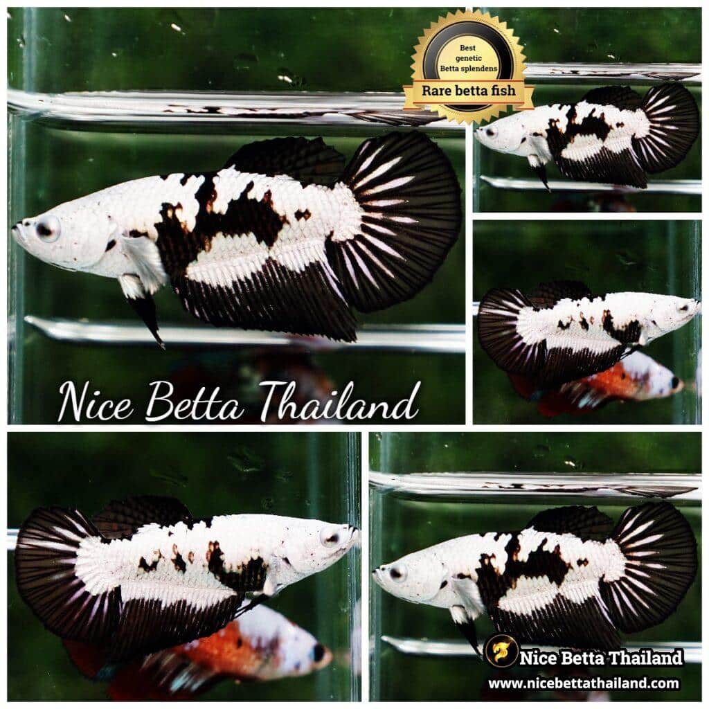 Rare betta fish for Sale - nicebettathailand.com
