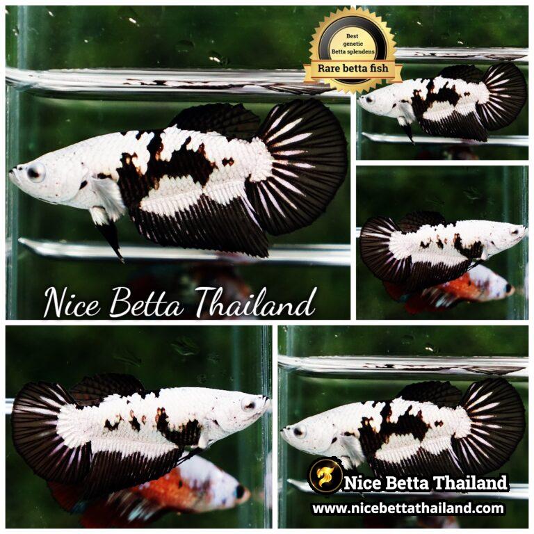 Queen Betta fish Killer Shadow Black Star Samurai (Ultra Rare) HM ...