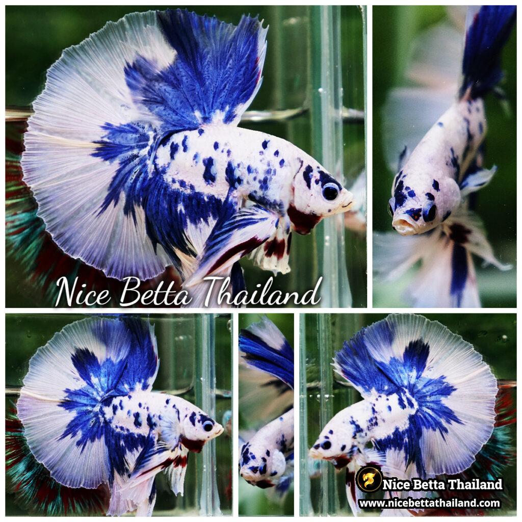 Betta Fish Prince of Blue Marble Dot Hawk OHM - nicebettathailand.com