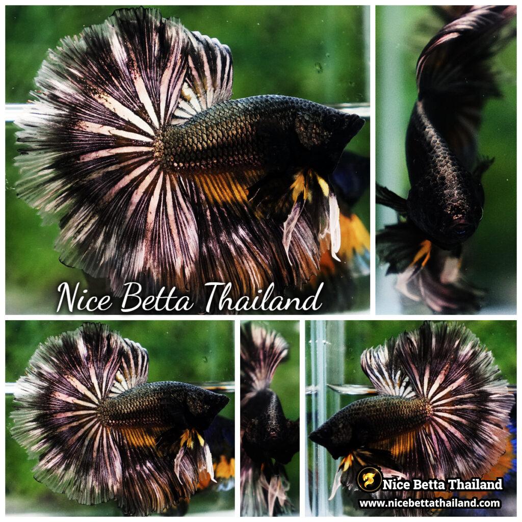 Betta Fish Copper Black Copper Mustard Gas OHM - nicebettathailand.com
