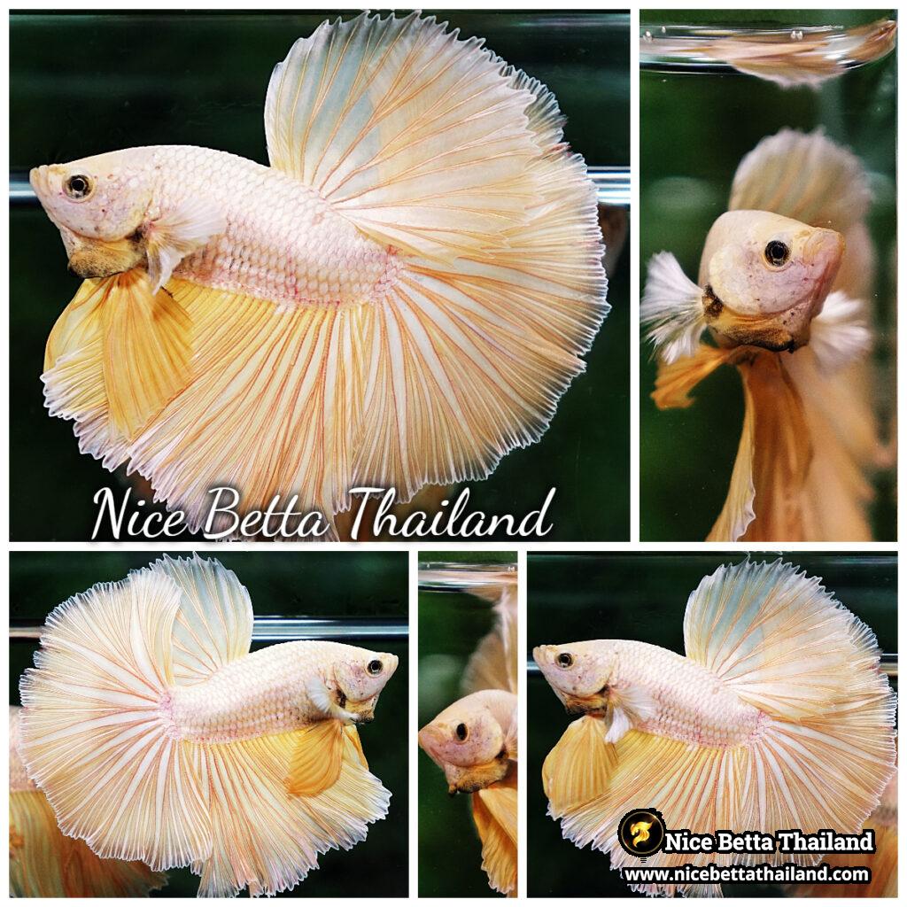 Betta Fish Gold 24K Dragon OHM - nicebettathailand.com