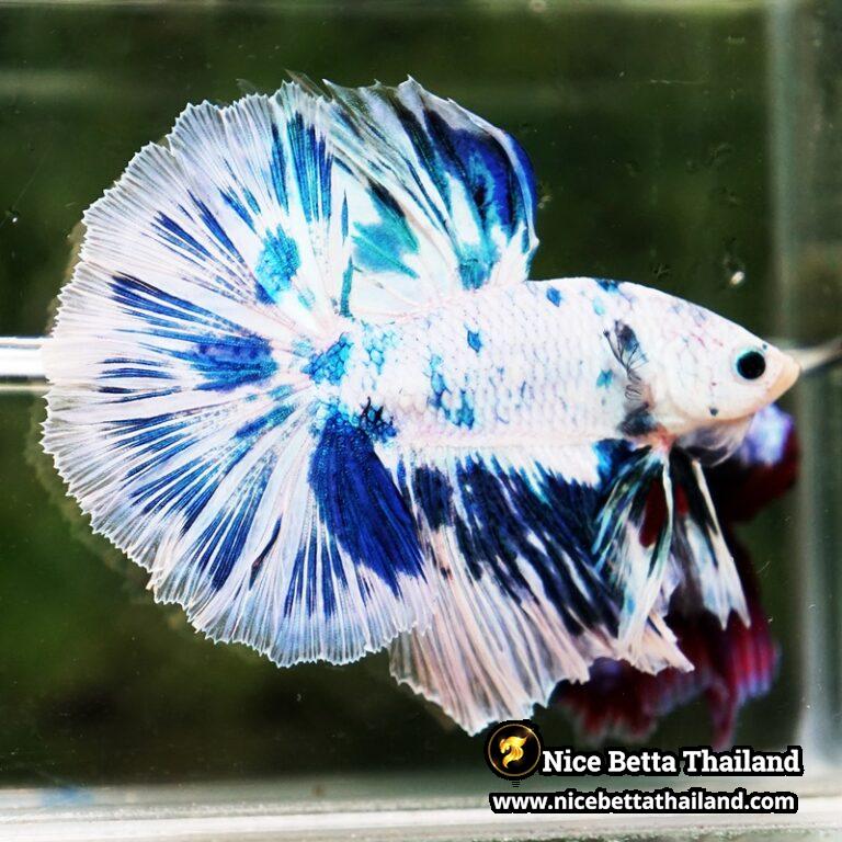 Betta fish shop - nicebettathailand.com