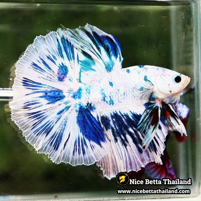 Betta Fish Prince of The Frozen OHM - nicebettathailand.com