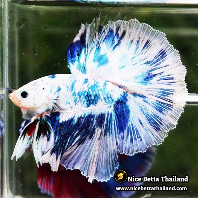 Betta Fish Prince of The Frozen OHM - nicebettathailand.com