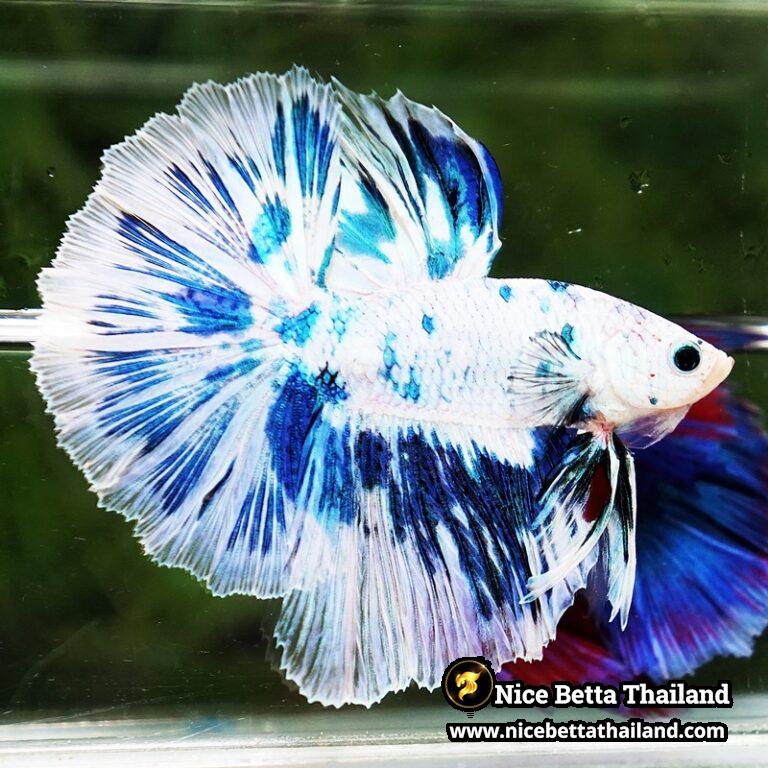 Betta Fish Prince of The Frozen OHM - nicebettathailand.com