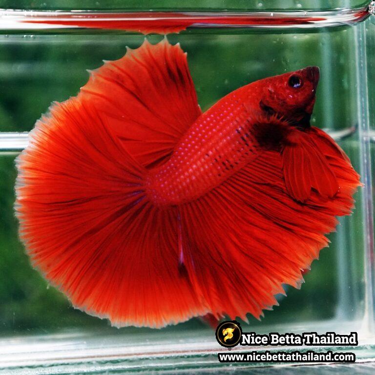 Betta fish shop - nicebettathailand.com