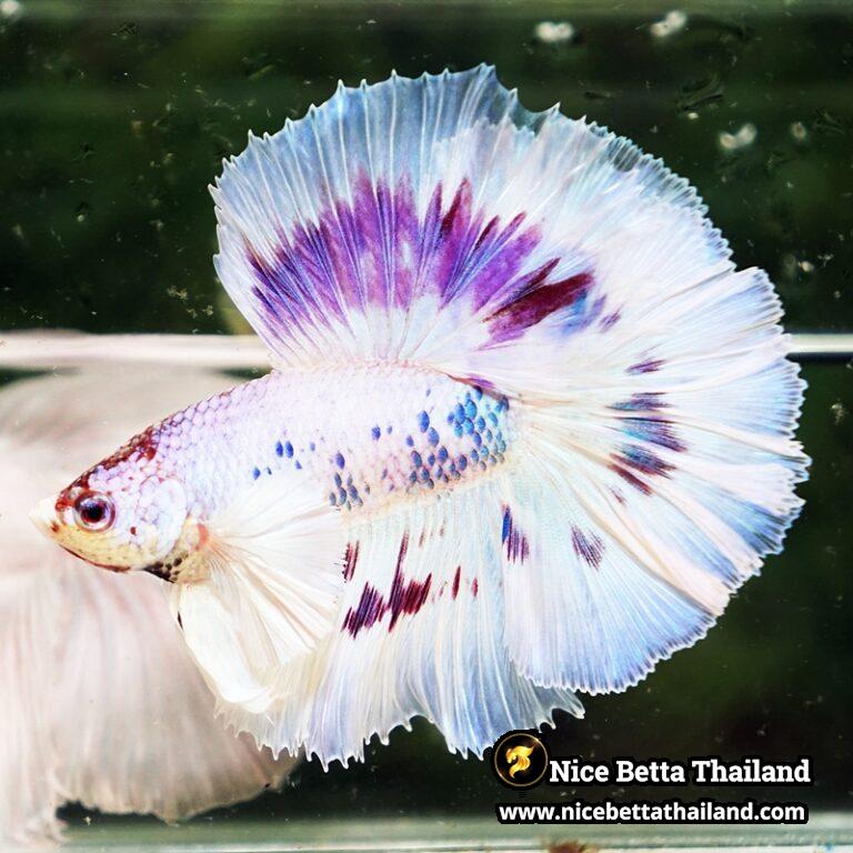 Betta Fish Full Moon Magical Fancy Purple Marble Dumbo DTHM ...