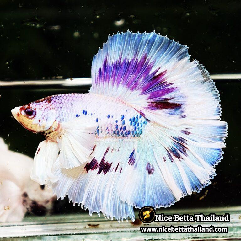 Betta Fish Full Moon Magical Fancy Purple Marble Dumbo DTHM ...