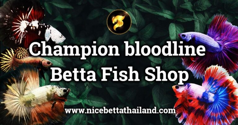 Betta fish shop - nicebettathailand.com