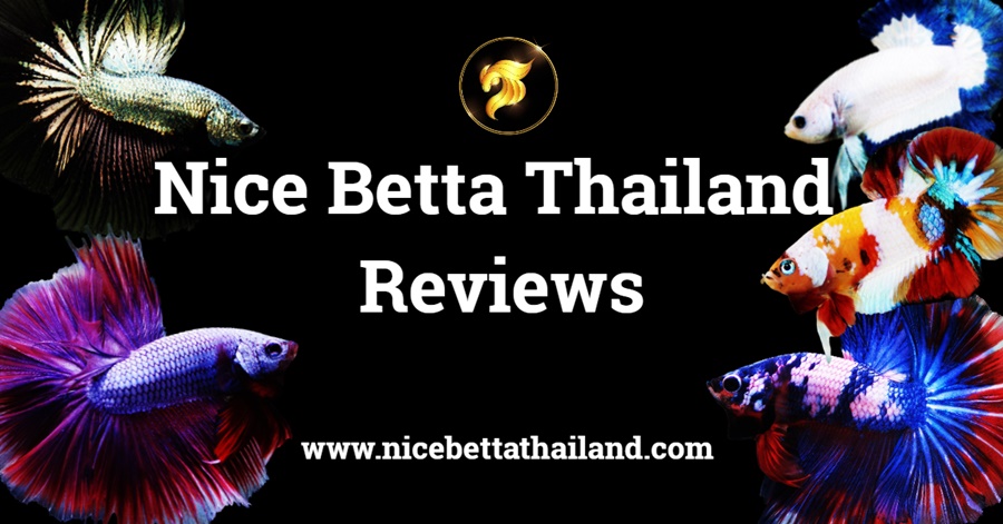 Nice Betta Thailand Reviews - nicebettathailand.com