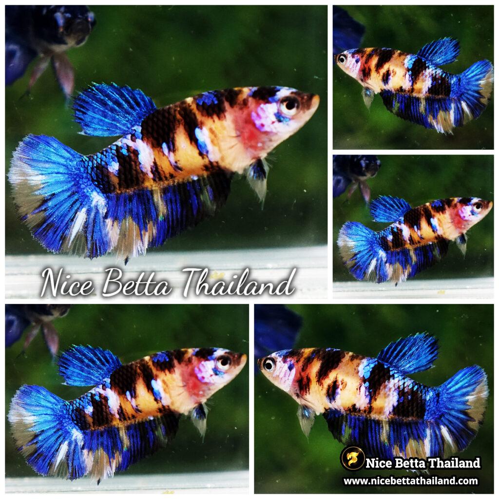 Female Betta Fish Tiger Yellow Blue Koi HM - nicebettathailand.com