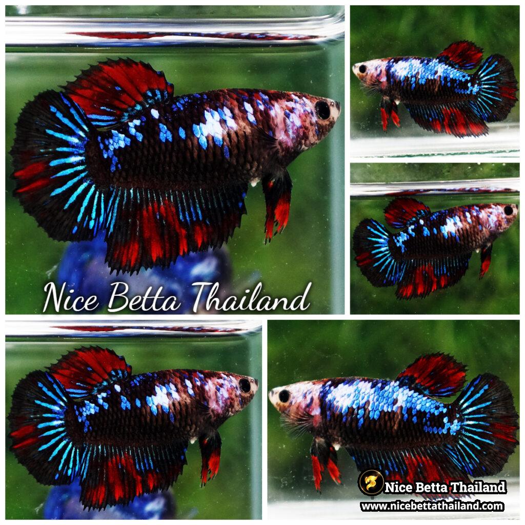 Female Betta Fish Vampire Warriors Galaxy HM - nicebettathailand.com