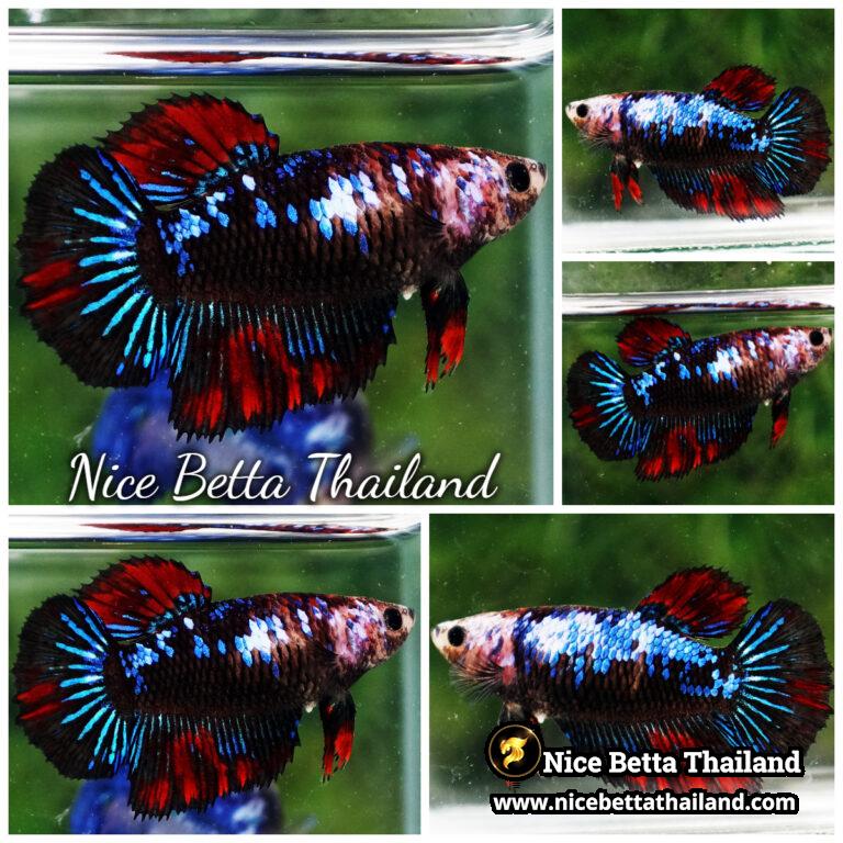 Female Betta Fish Vampire Warriors Galaxy HM - nicebettathailand.com