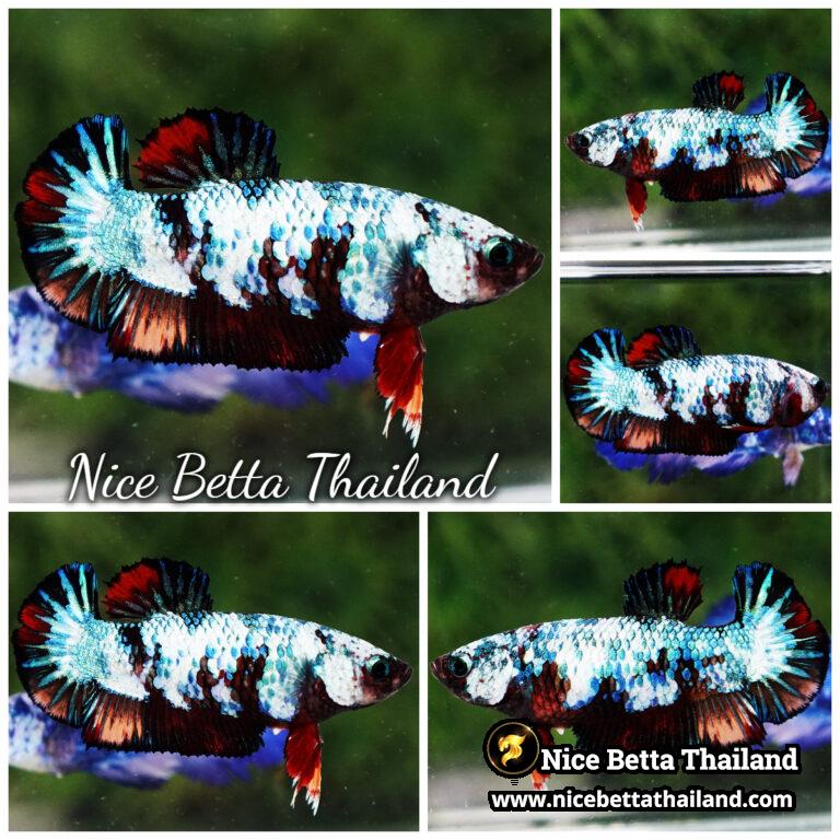 Betta fish shop - nicebettathailand.com