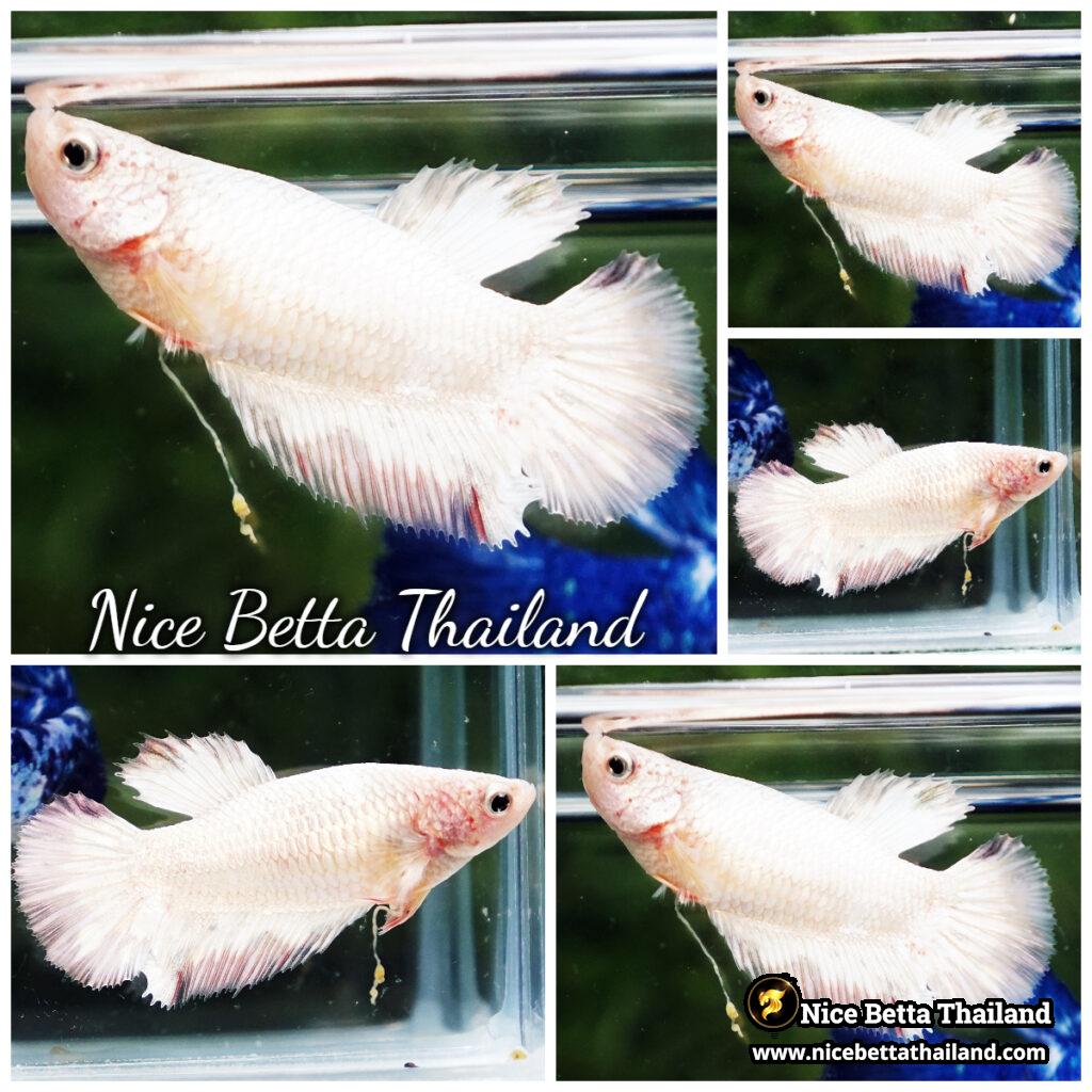 Female Betta Fish Sparkle White Copper Dragon HM - nicebettathailand.com