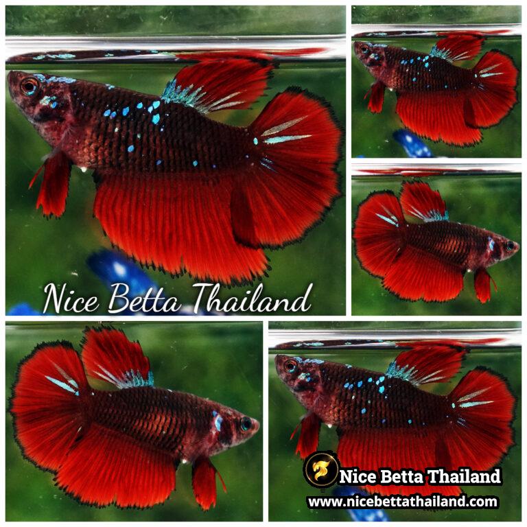 Red Betta Fish for Sale - nicebettathailand.com