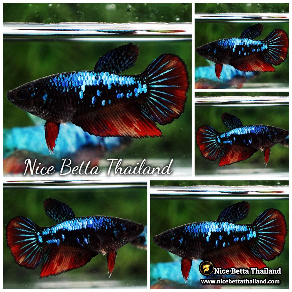 Female Betta Fish Dark On Fire Galaxy HM - nicebettathailand.com