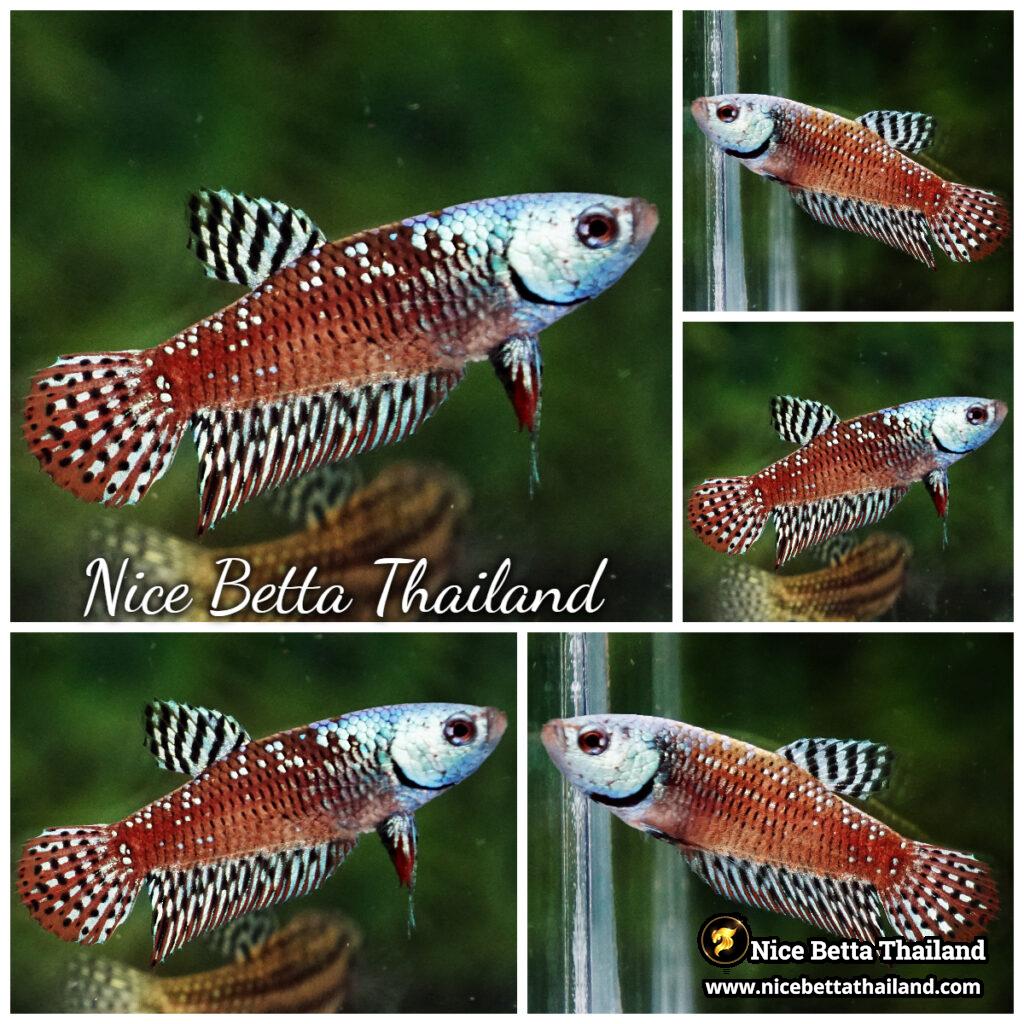 Green Betta Fish for Sale - nicebettathailand.com