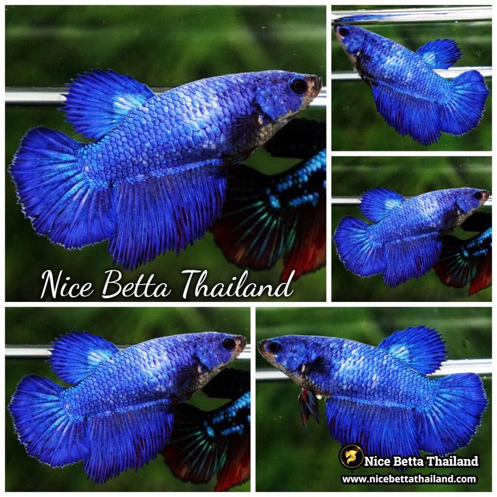 Female Betta Fish Steel Blue HM - nicebettathailand.com