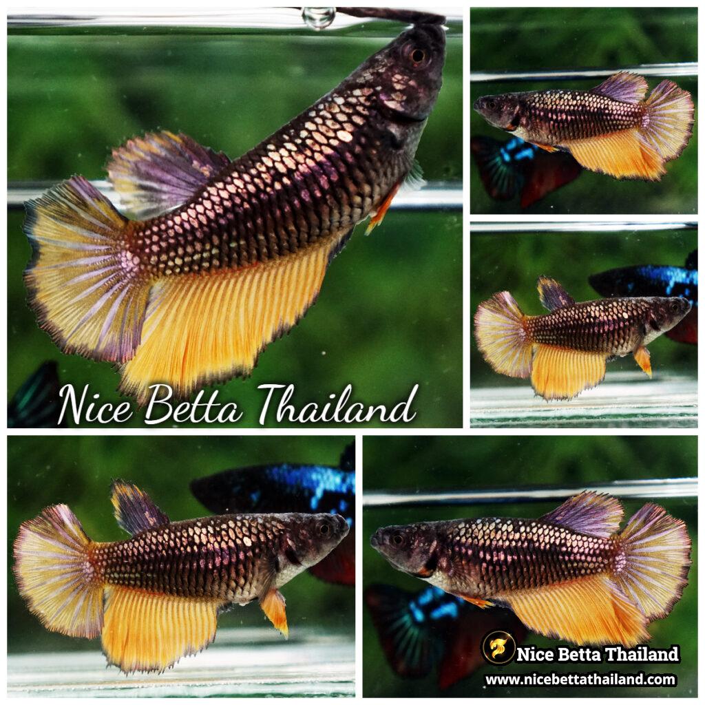 Female Betta Fish Copper Mustard Gas HM - nicebettathailand.com