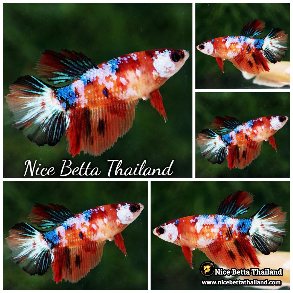 Multicolor betta fish for Sale - nicebettathailand.com