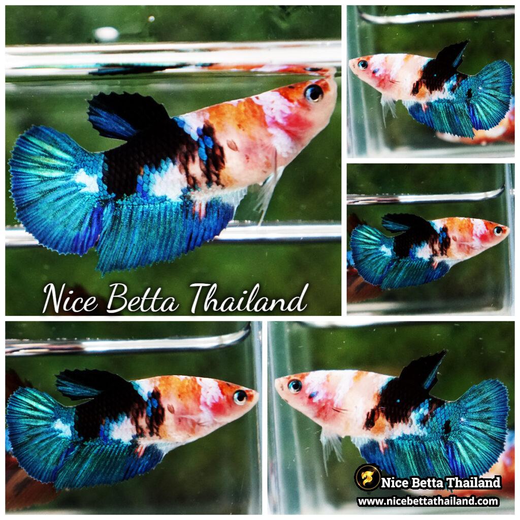 Female Betta Fish Emerald Nemo HM - nicebettathailand.com